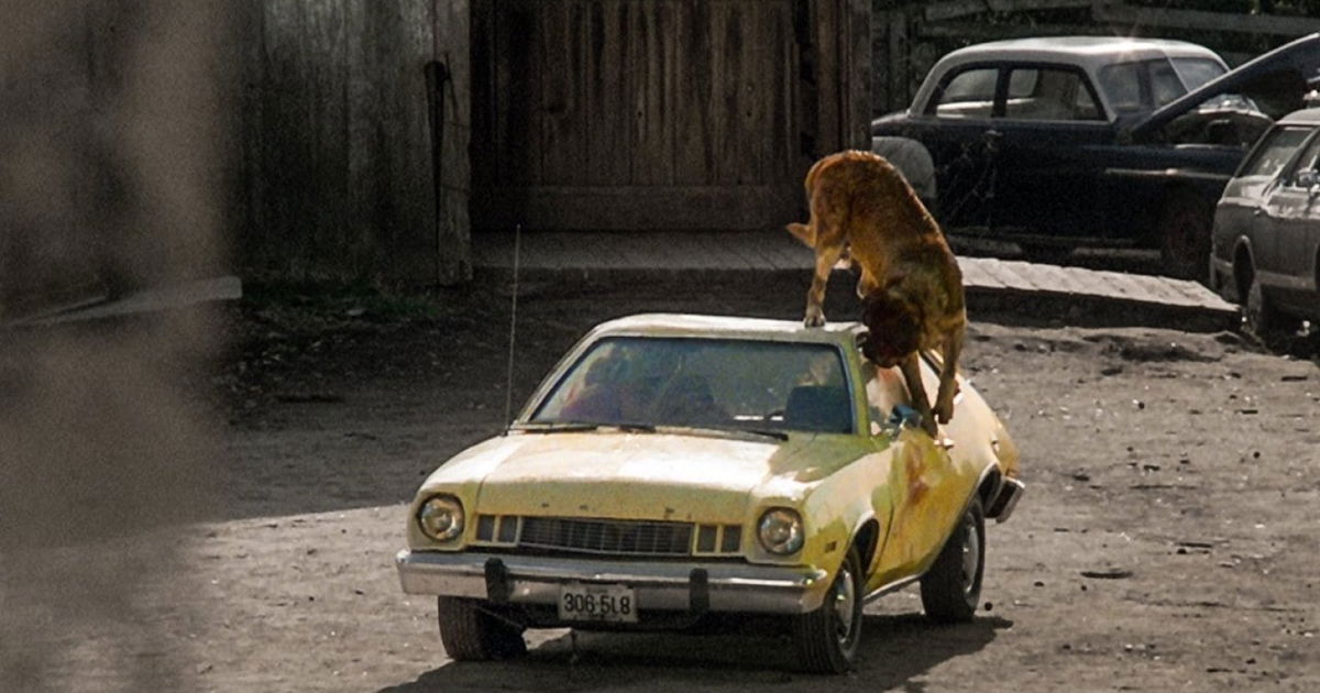 Netflix geeft groen licht voor remake van Stephen King-thriller 'Cujo ...