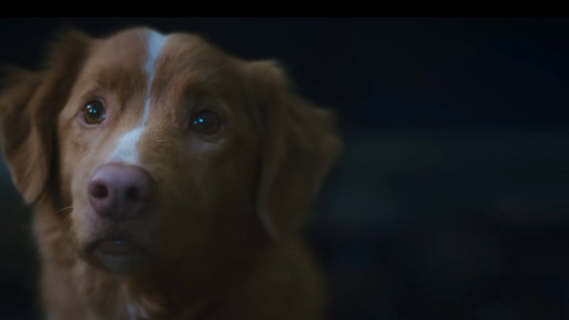 Trailer gaat meteen viraal: hond verovert harten in nieuwe horrorfilm ...