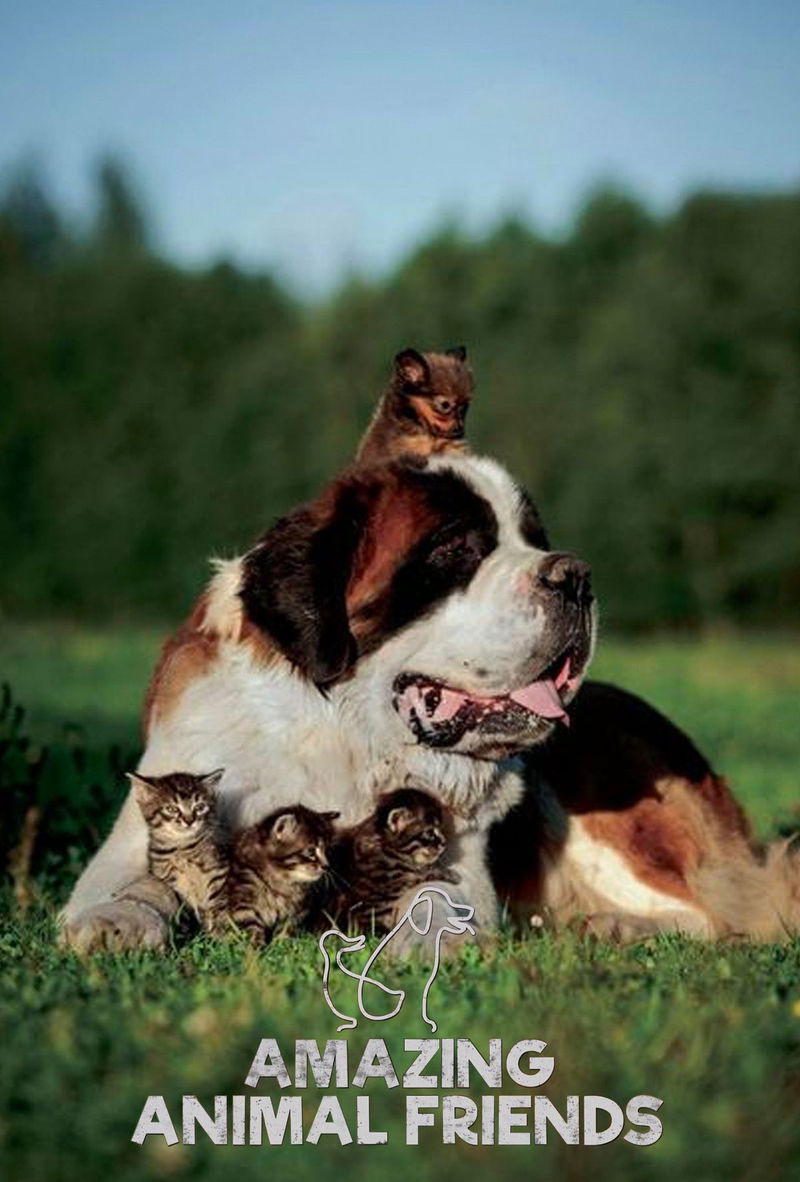 Amazing Animal Friends (serie, 2020– ) - FilmVandaag.nl